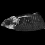 Download FREE CT Scans, X-rays & More - Disect Revisited
